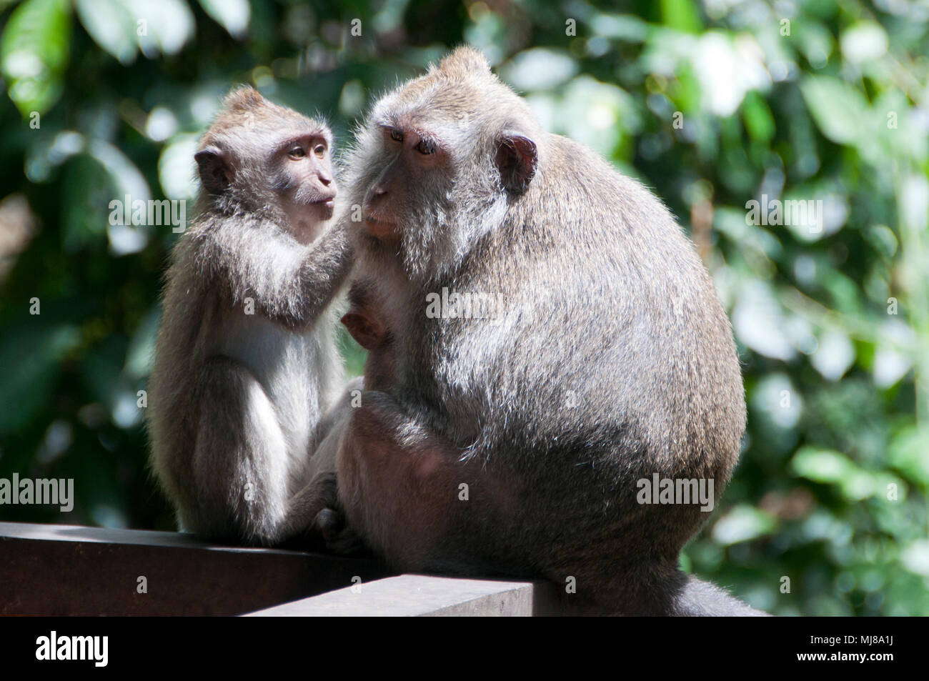 Sacred Monkey Forest Sanctuary. Bali, Ubud Stock Photo - Alamy