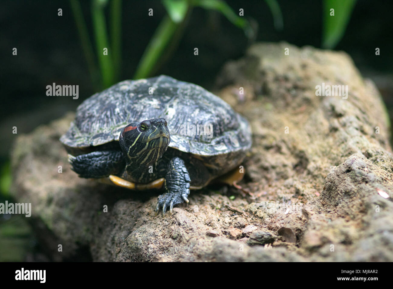 Midland painted turtle hi-res stock photography and images - Alamy