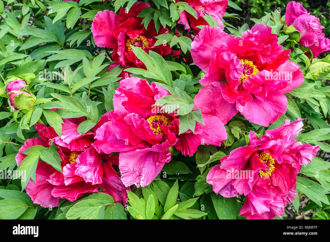 Paeonia suffruticosa ' Naniwa Nishiki ' Japanese Red Tree Peony, Red ...