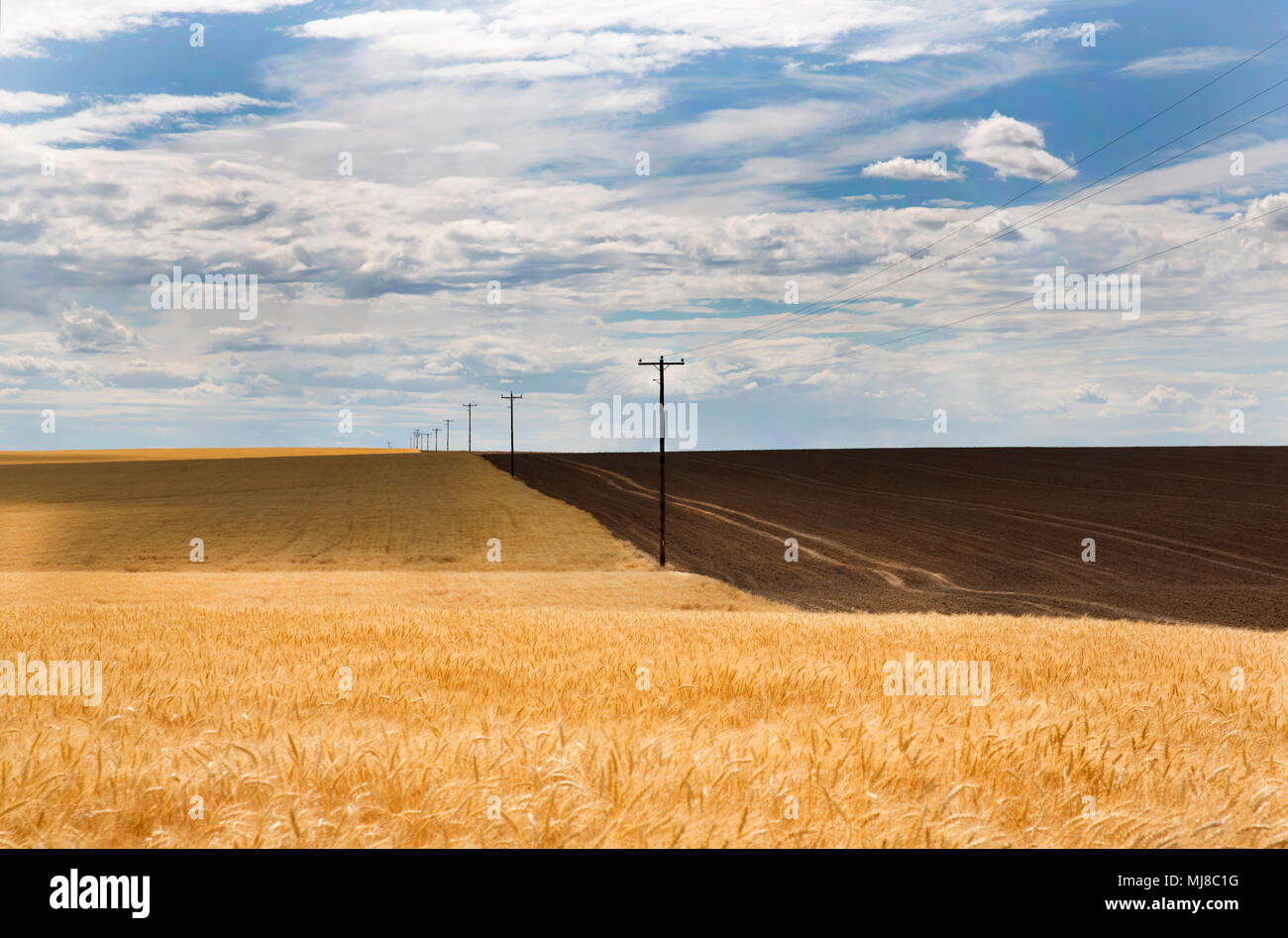 Landscape with golden filed and pylons lining rural road under a cloudy ...