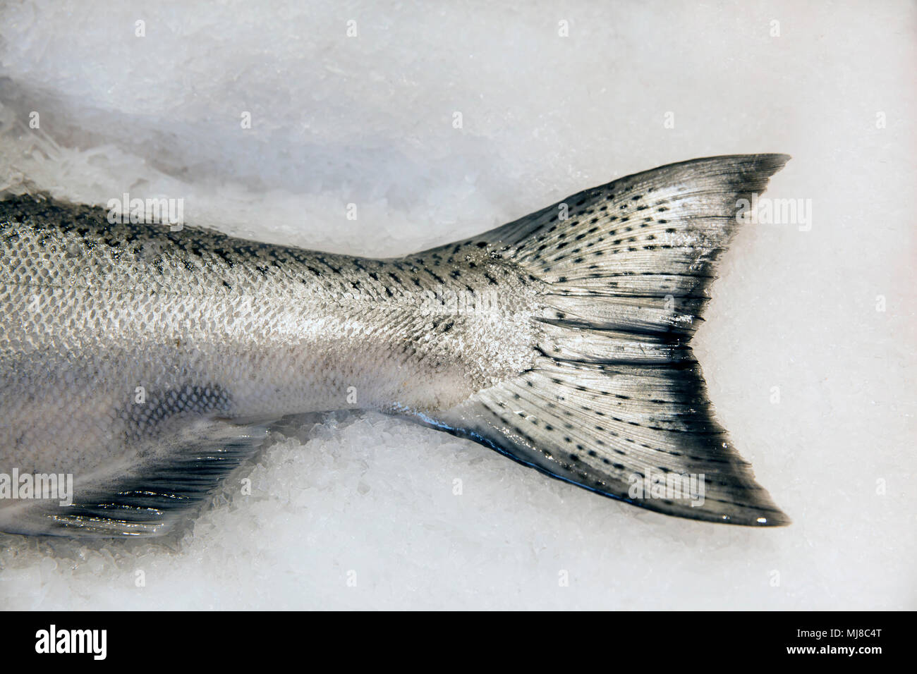 Fish lying hi-res stock photography and images - Alamy