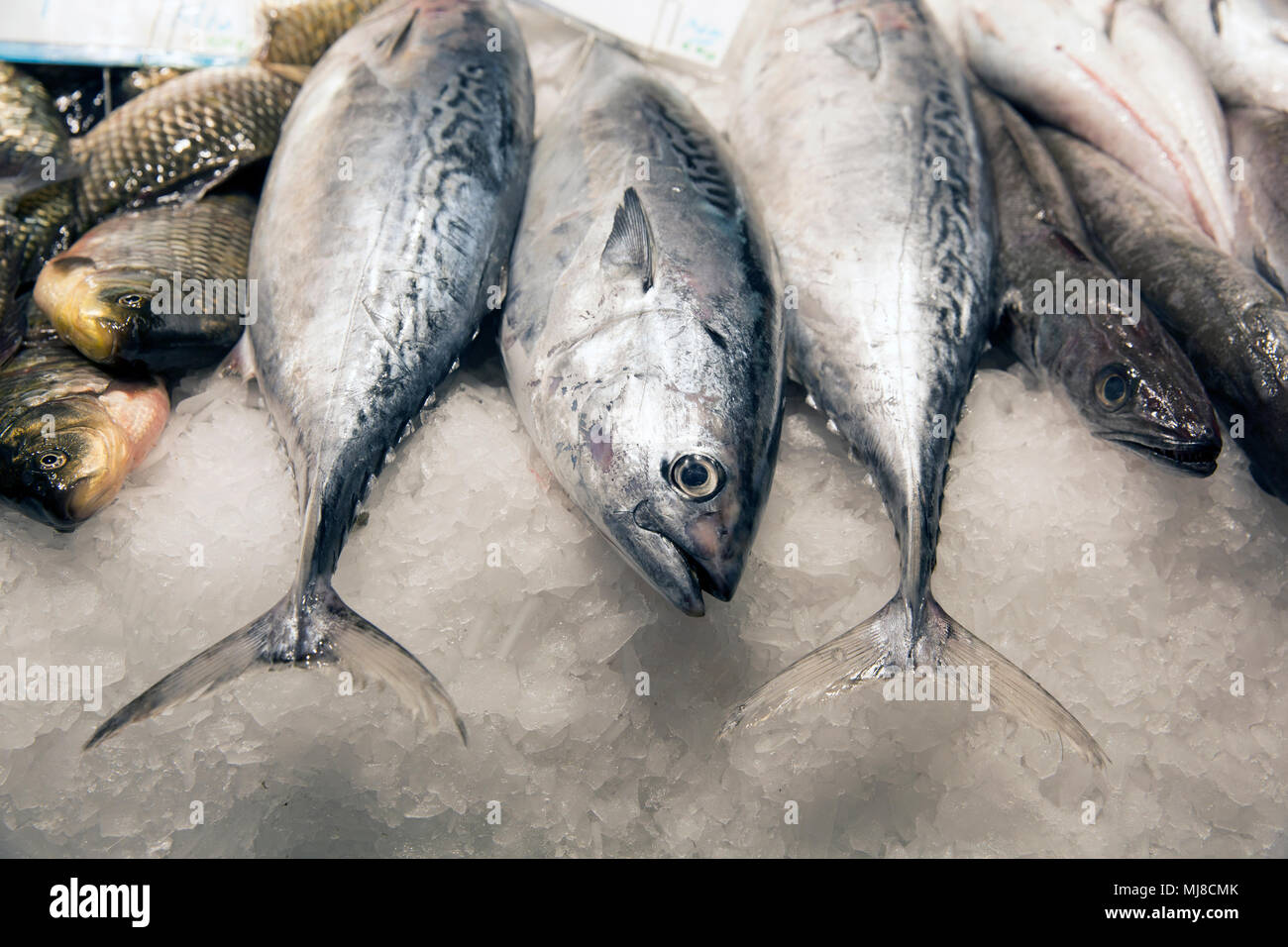High angle close up of freshly caught tuna fish Stock Photo - Alamy