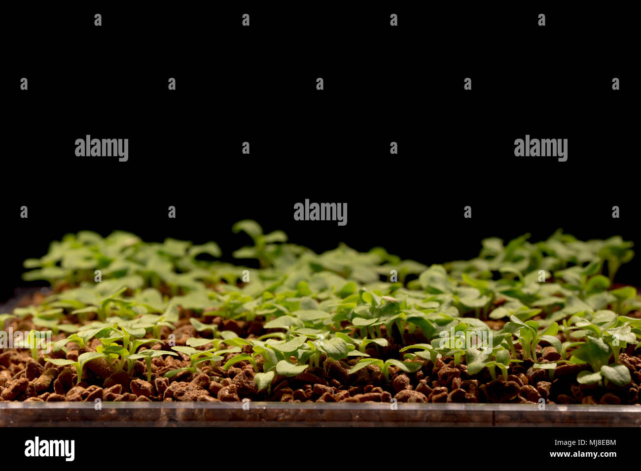 Young shoots of lettuce on black background Stock Photo - Alamy