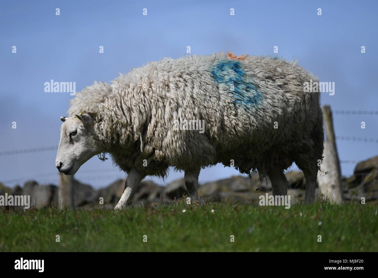 Sheep Fleece Stock Photos & Sheep Fleece Stock Images - Alamy