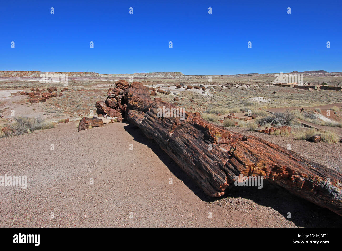 Petrified tree trunks in Petrified Forest National Park, USA Stock ...