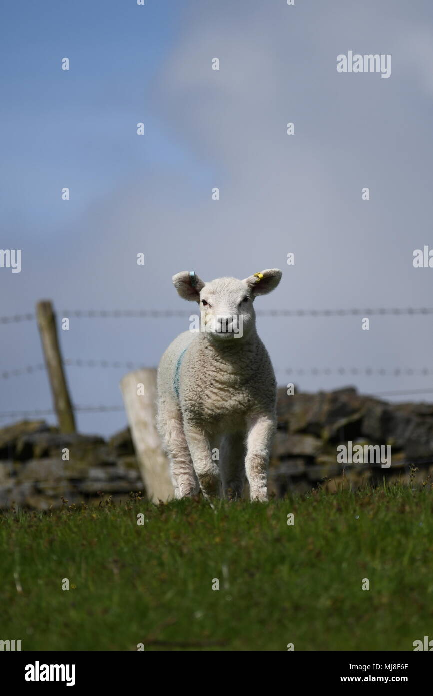 Solo lamb in rural field hi-res stock photography and images - Alamy