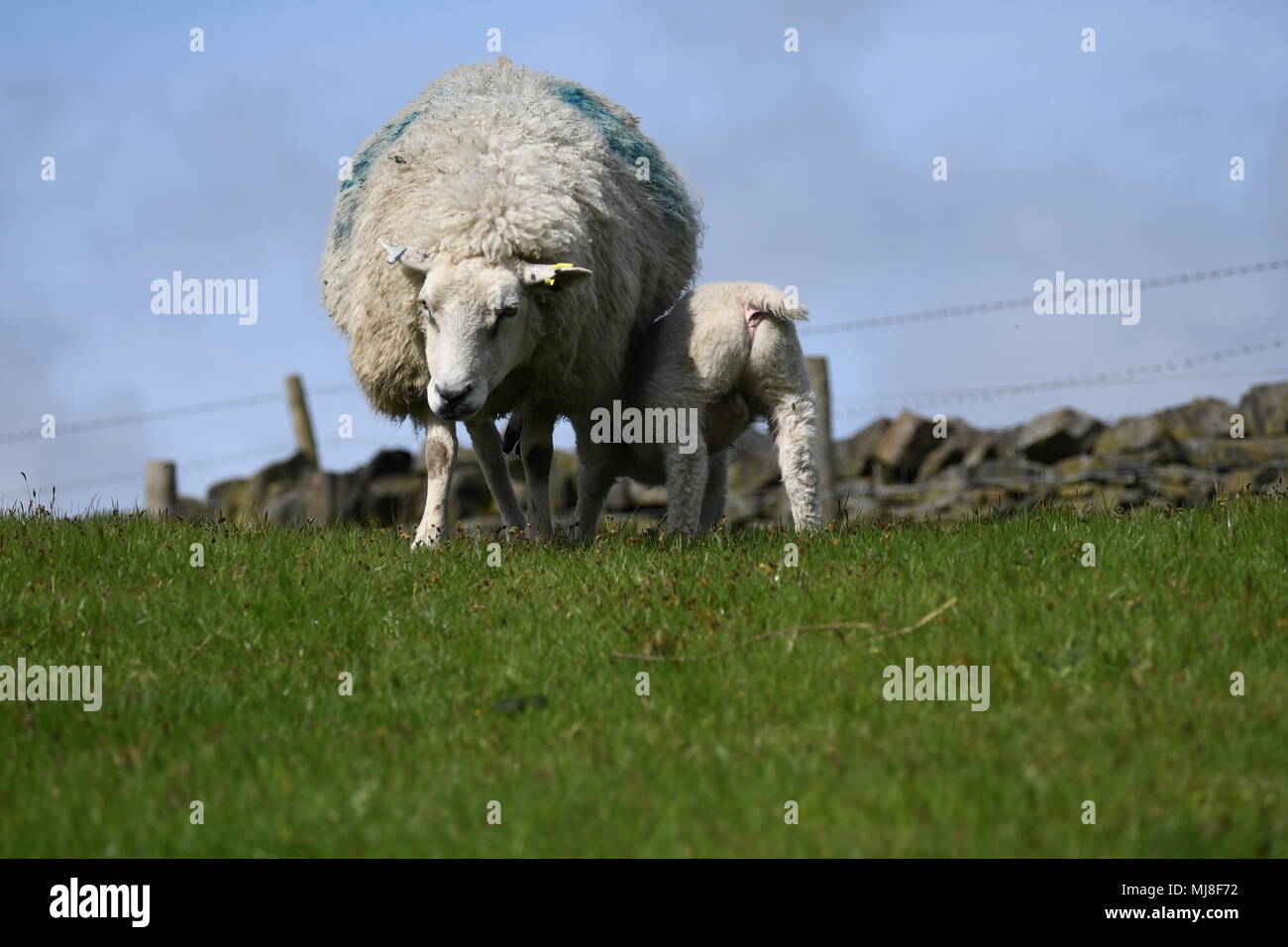 Unsheared sheep hi-res stock photography and images - Alamy