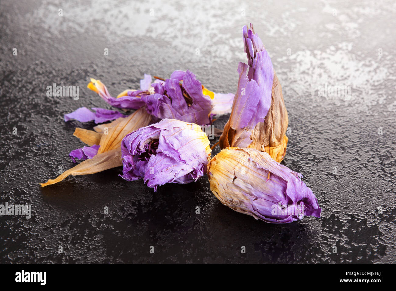 Nymphaea caerulea flower on black table. Blue lotus, sacred ...