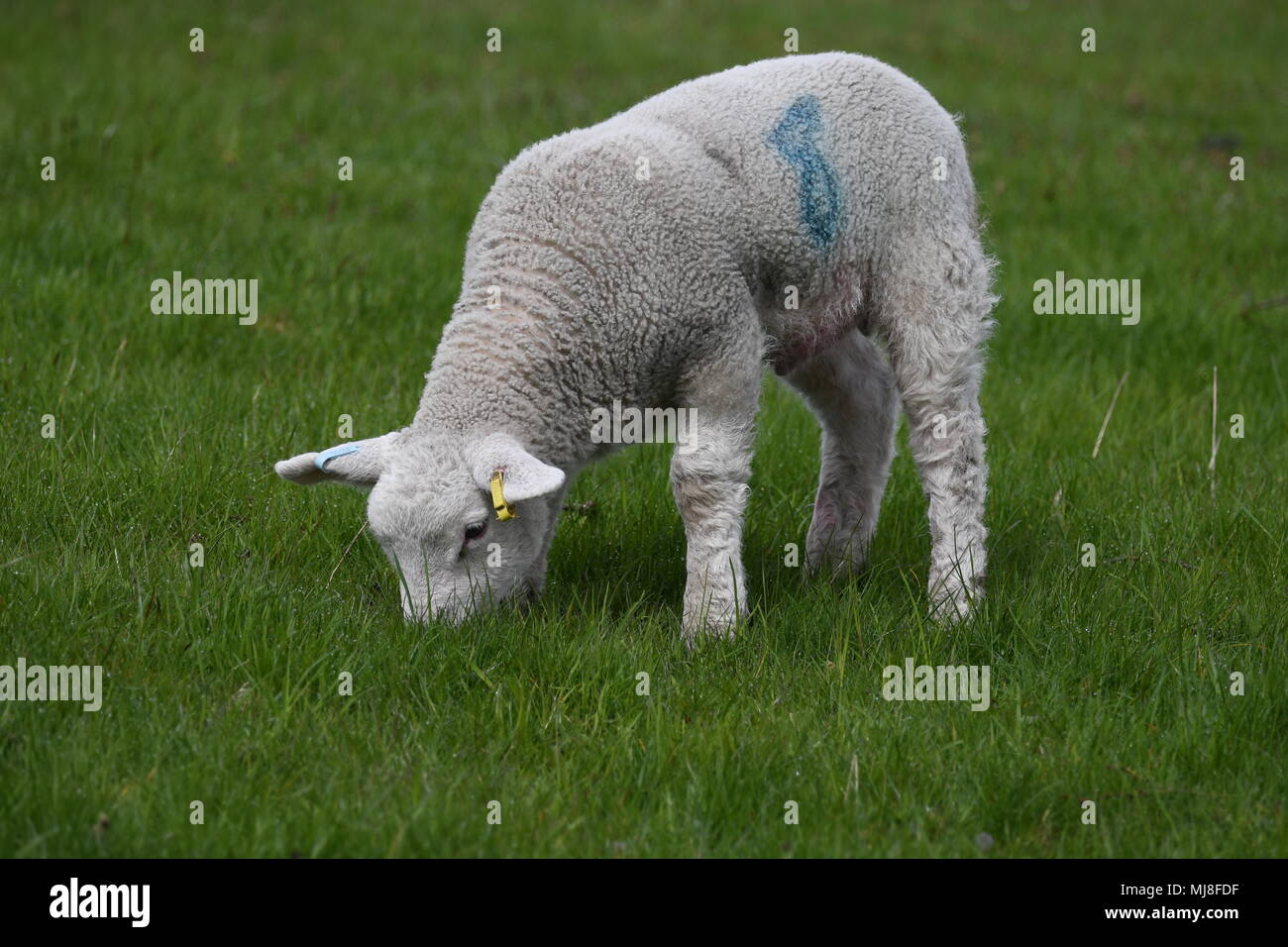Solo lamb in rural field hi-res stock photography and images - Alamy