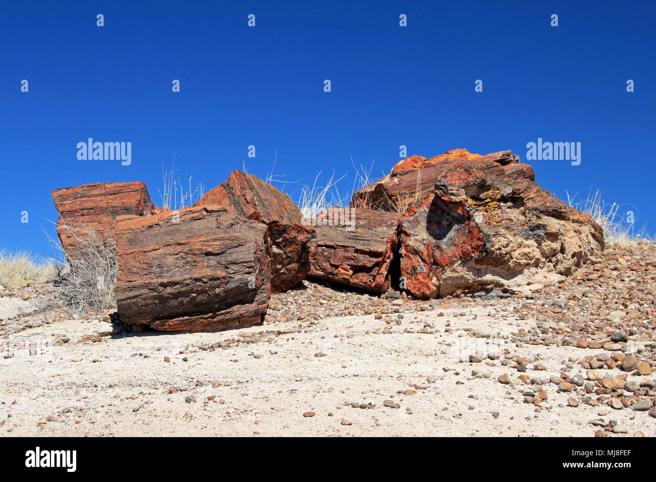 Petrified tree trunks in Petrified Forest National Park, USA Stock ...