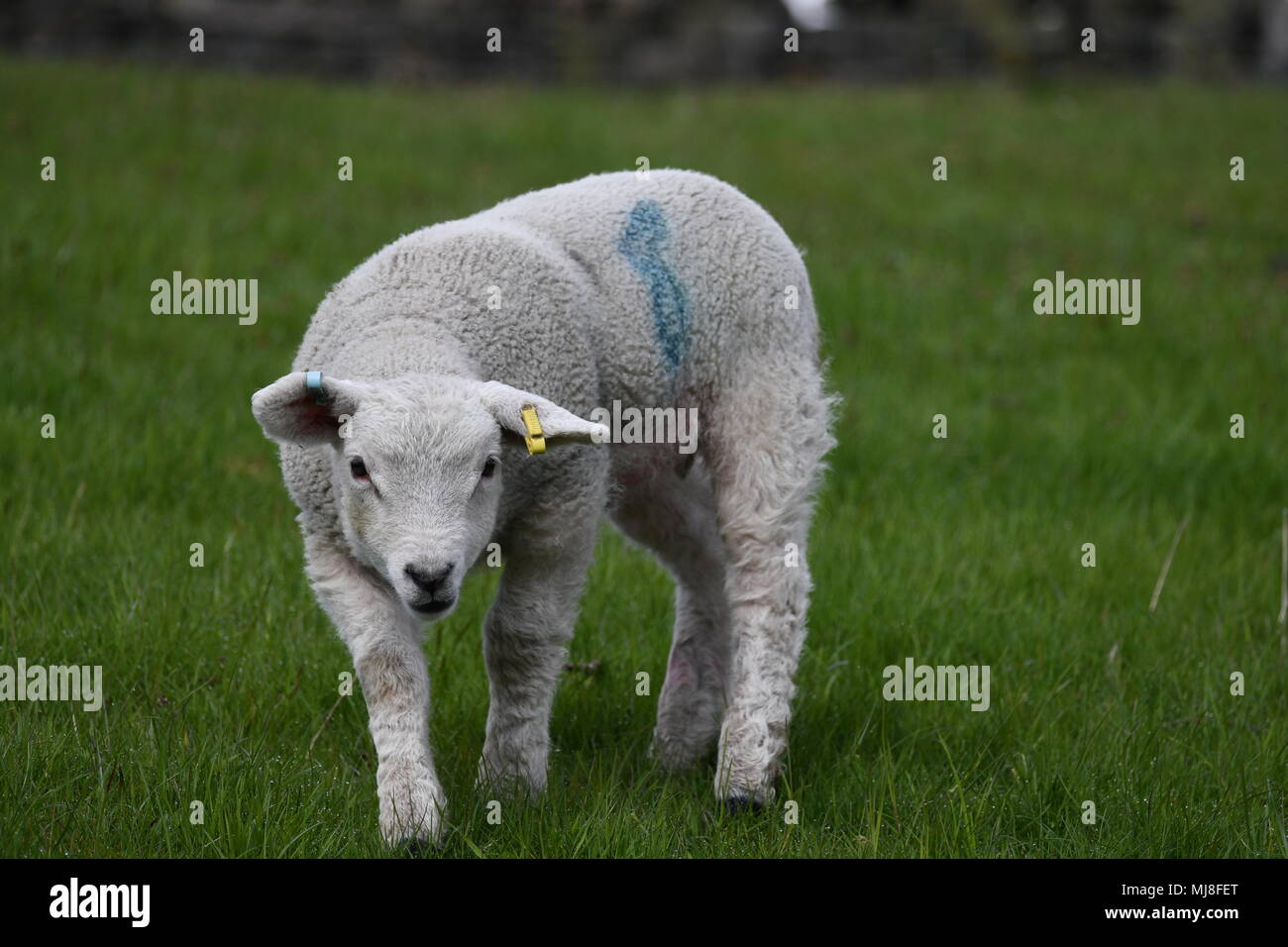 Solo lamb in rural field hi-res stock photography and images - Alamy