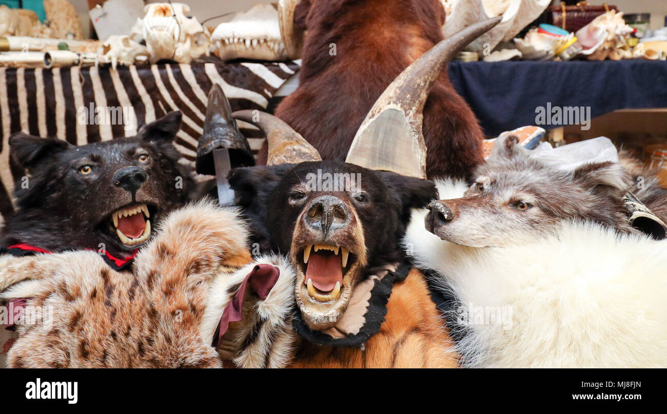 Animal hides hi-res stock photography and images - Alamy