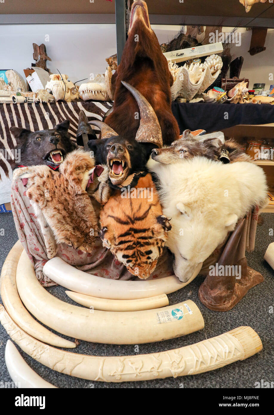 Seized artifacts, including ivory and animal hides, inside the 'dead ...