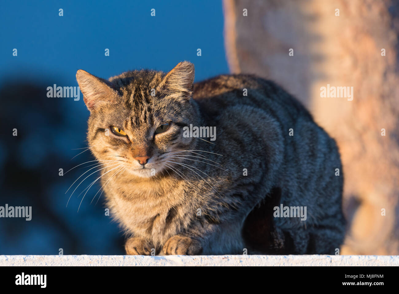 Young beautiful kitten basking in hi-res stock photography and images ...
