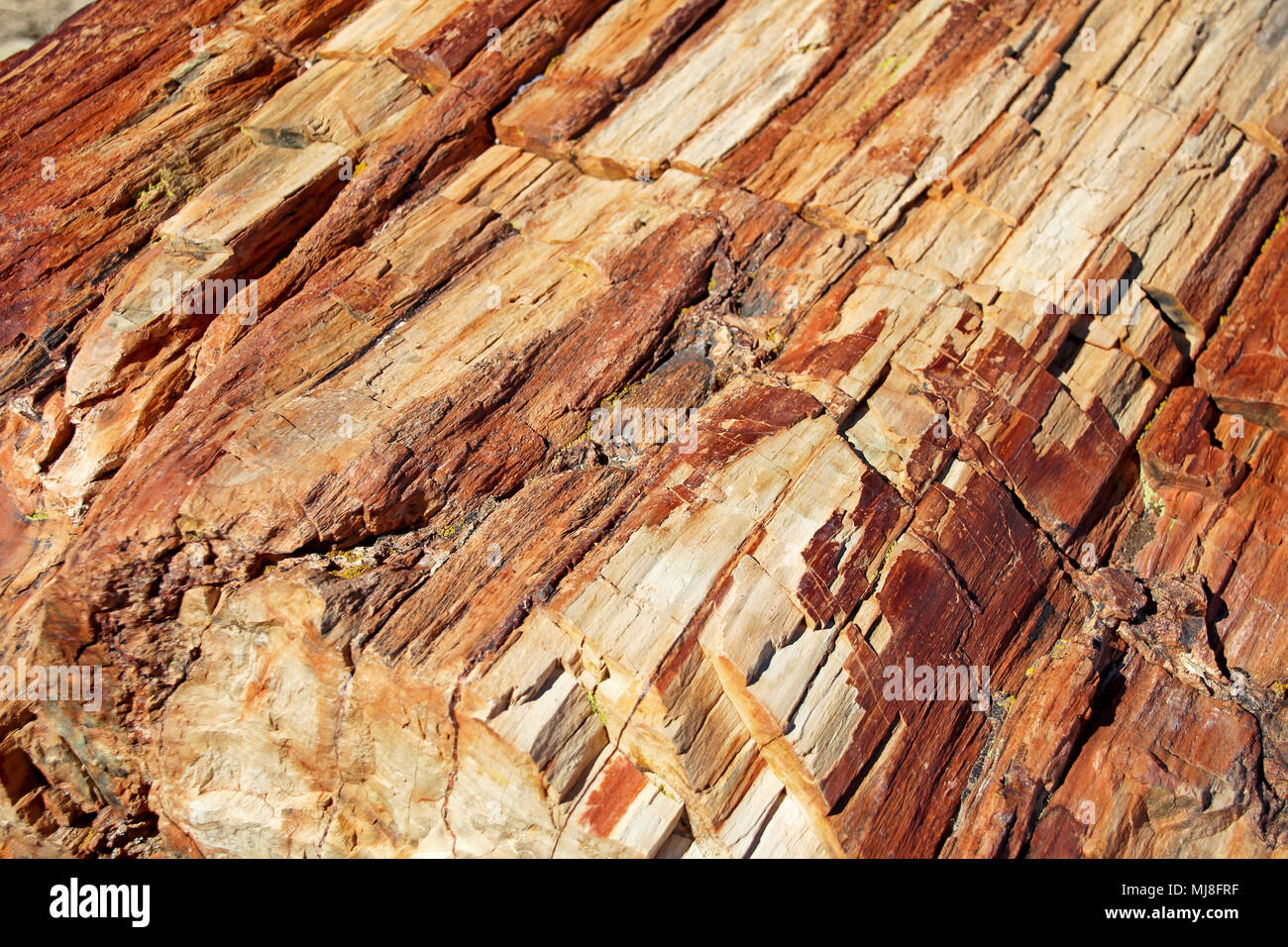 Petrified tree trunk in Petrified Forest National Park, USA Stock Photo ...