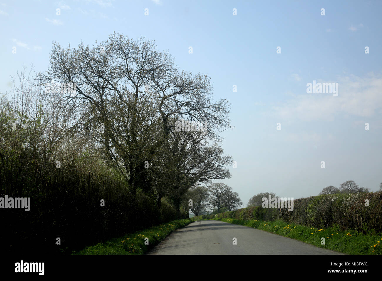 Tree Lined Country Road near Gillingham Dorset England Stock Photo - Alamy