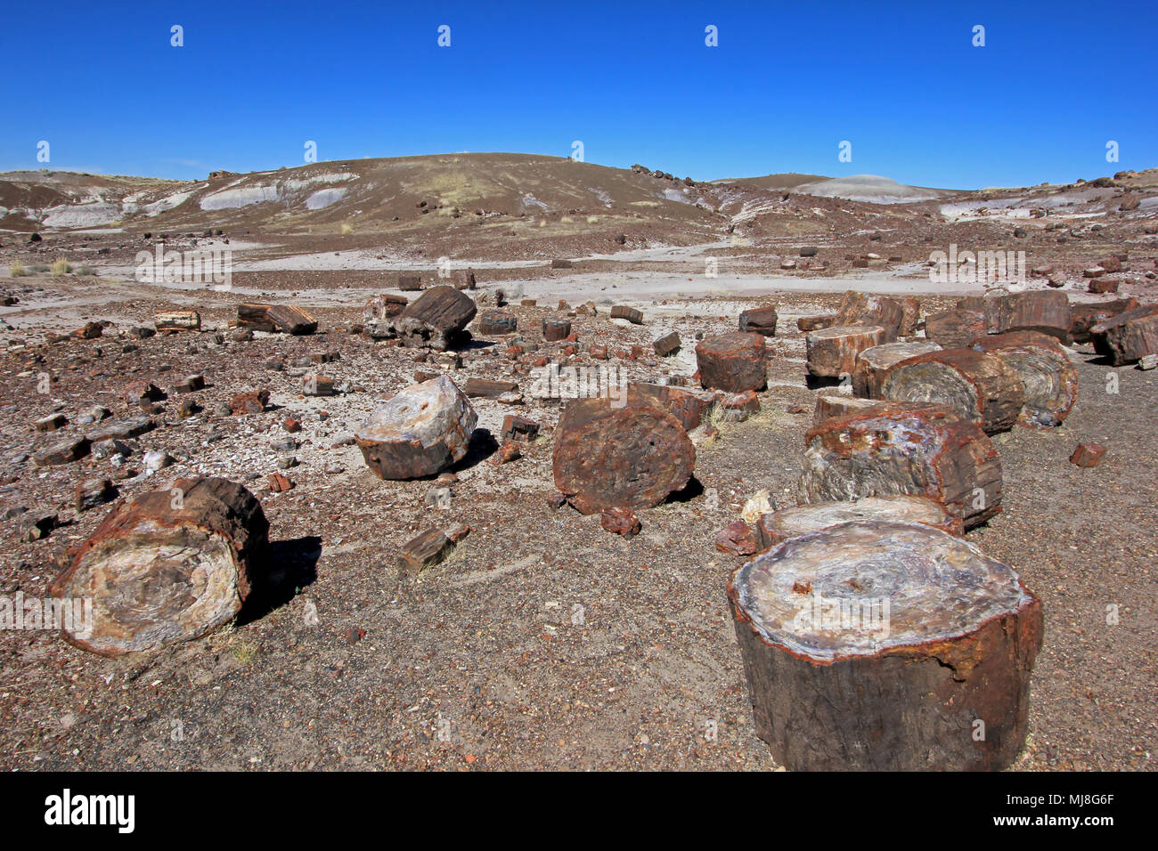 Petrified tree trunks in Petrified Forest National Park, USA Stock ...