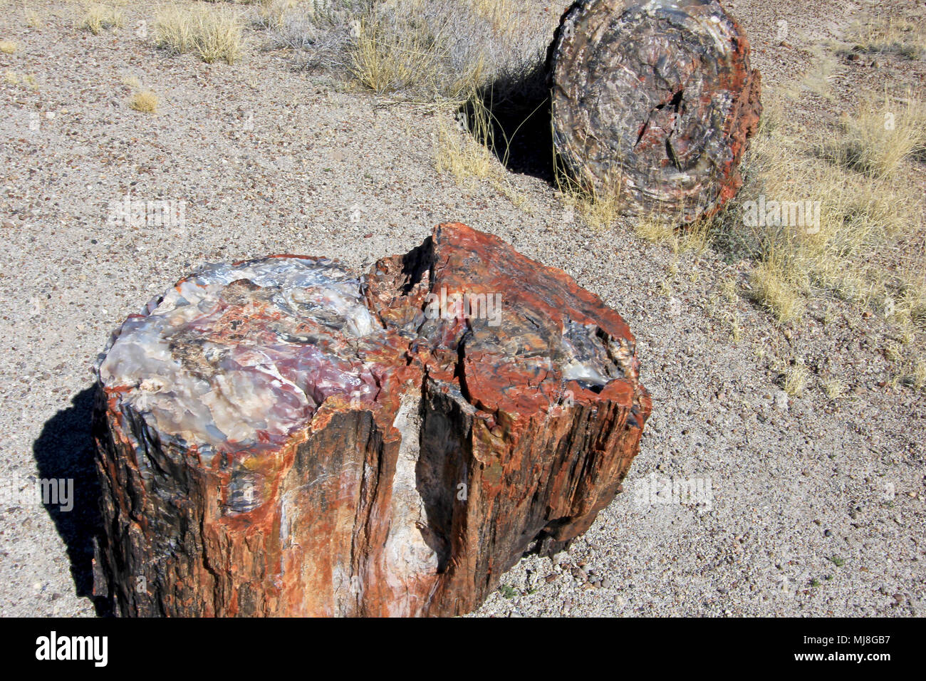 Petrified tree trunks hi-res stock photography and images - Alamy