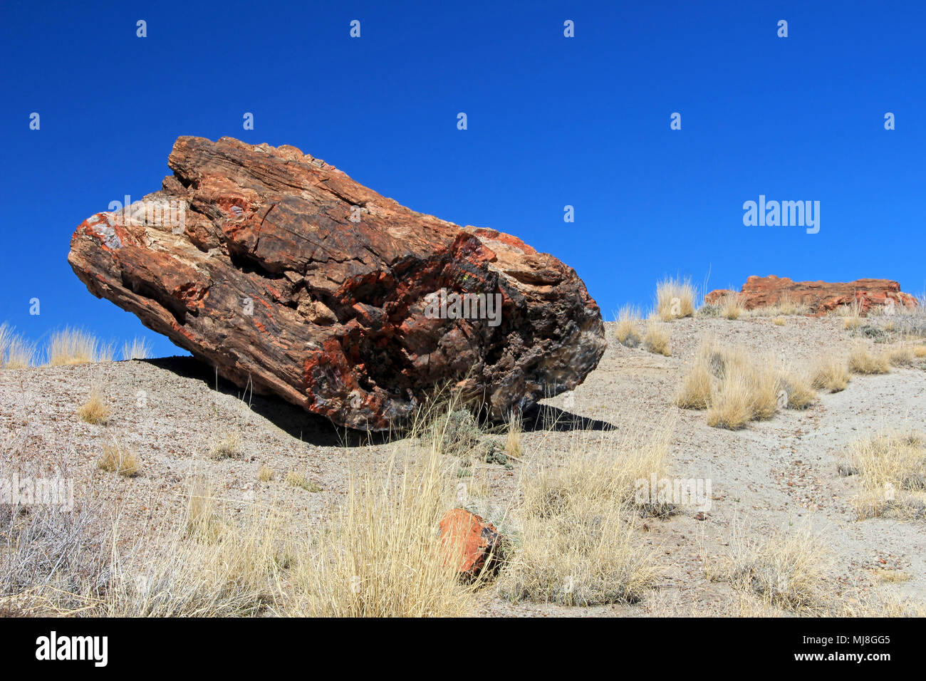 Petrified tree trunks in Petrified Forest National Park, USA Stock ...