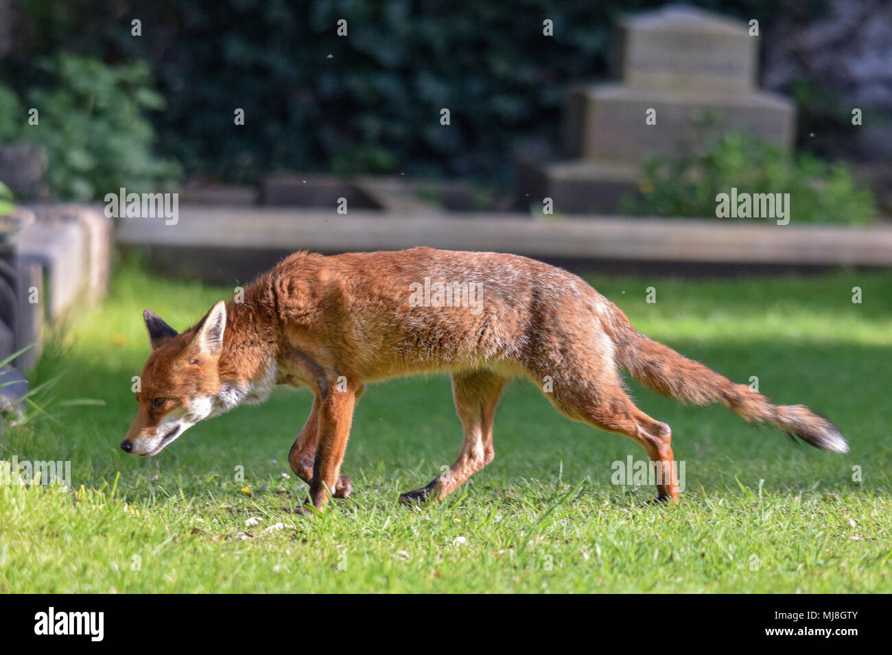 Fox enjoying the sun Stock Photo - Alamy