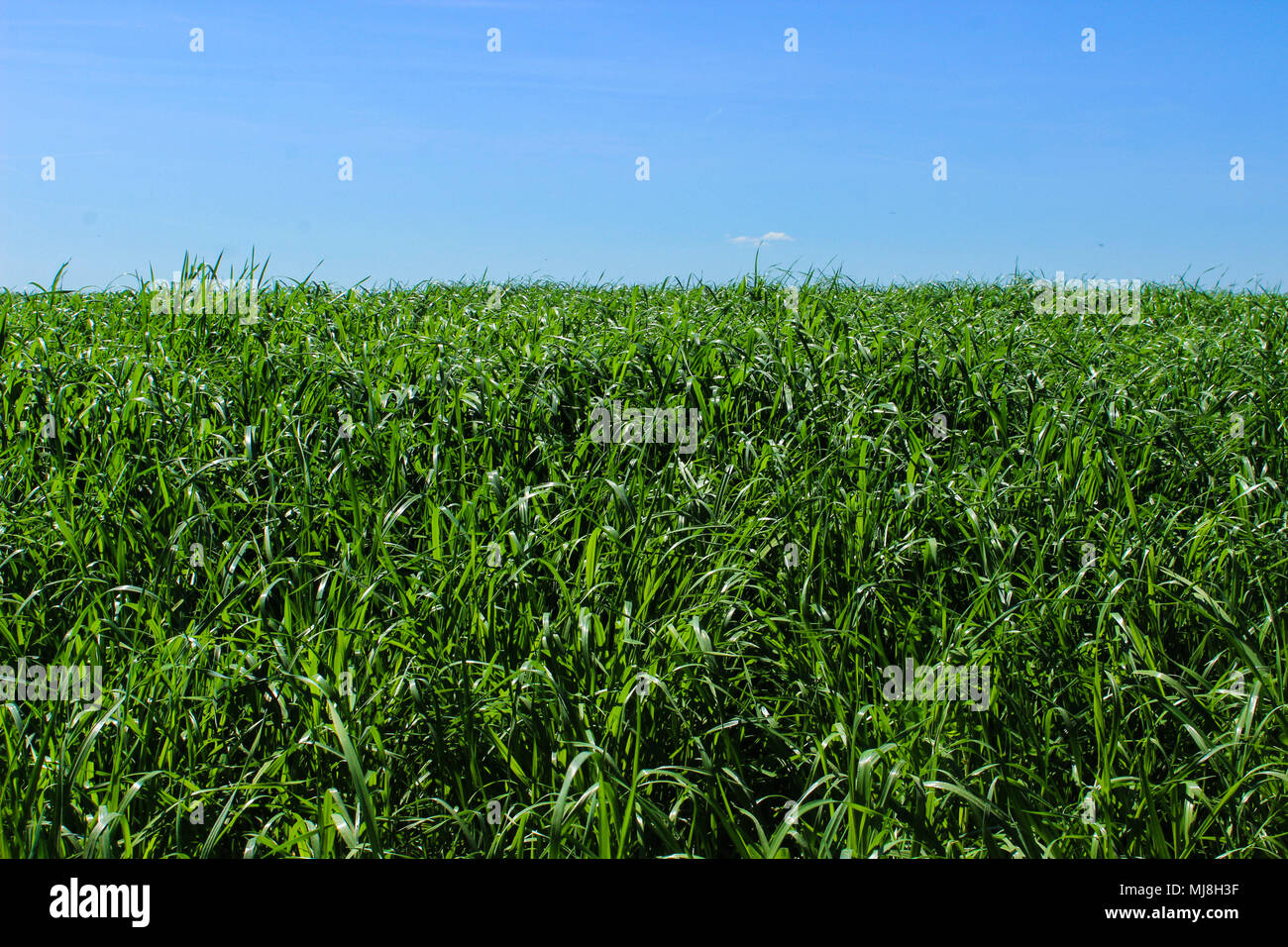 Tall stalks of grass hi-res stock photography and images - Alamy