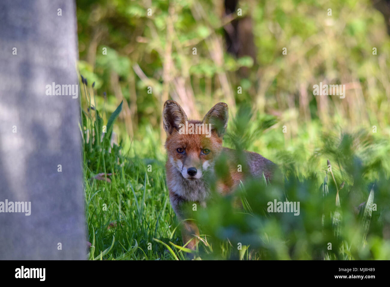 Fox enjoying the sun Stock Photo - Alamy
