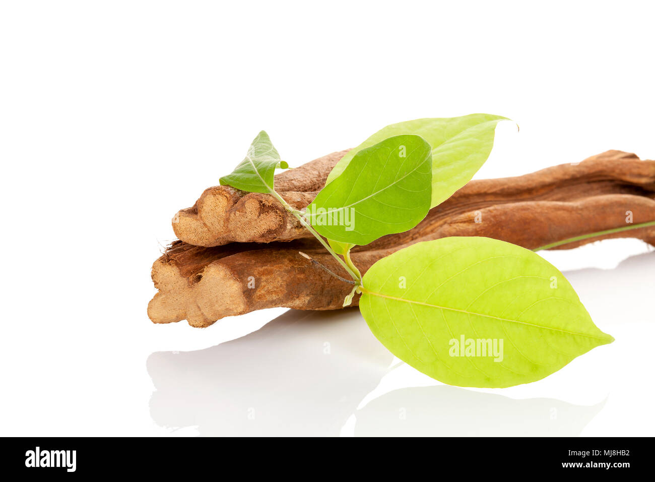Banisteriopsis caapi wood and leaves isolated on white background Stock ...