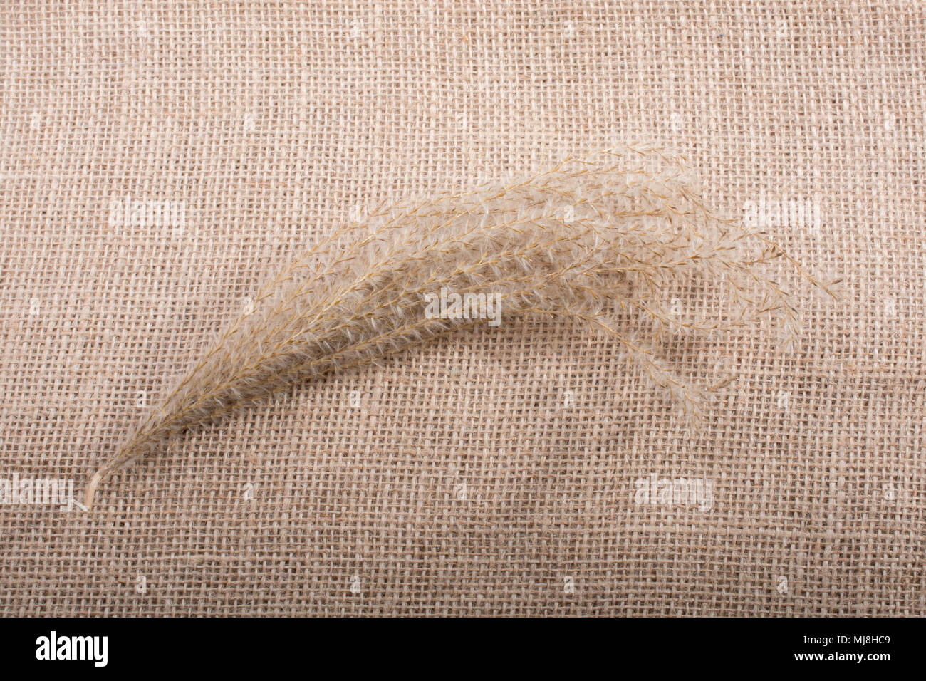 Beautiful colorful natural flowers in dry form Stock Photo - Alamy