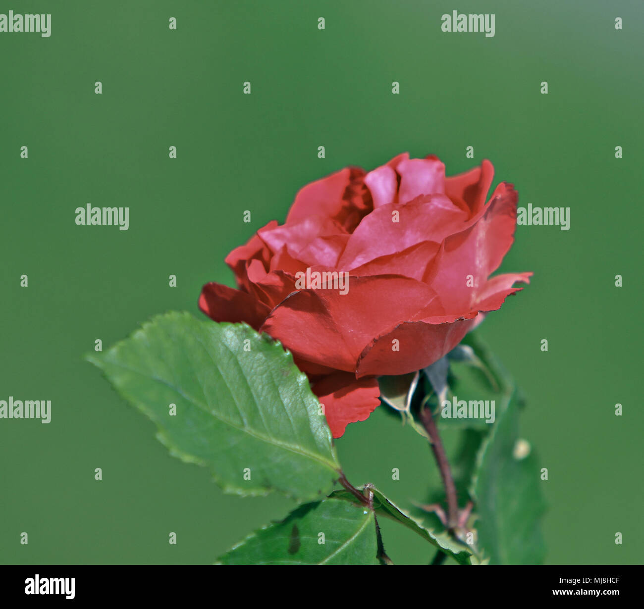 Red rose one beautiful rose hi-res stock photography and images - Alamy