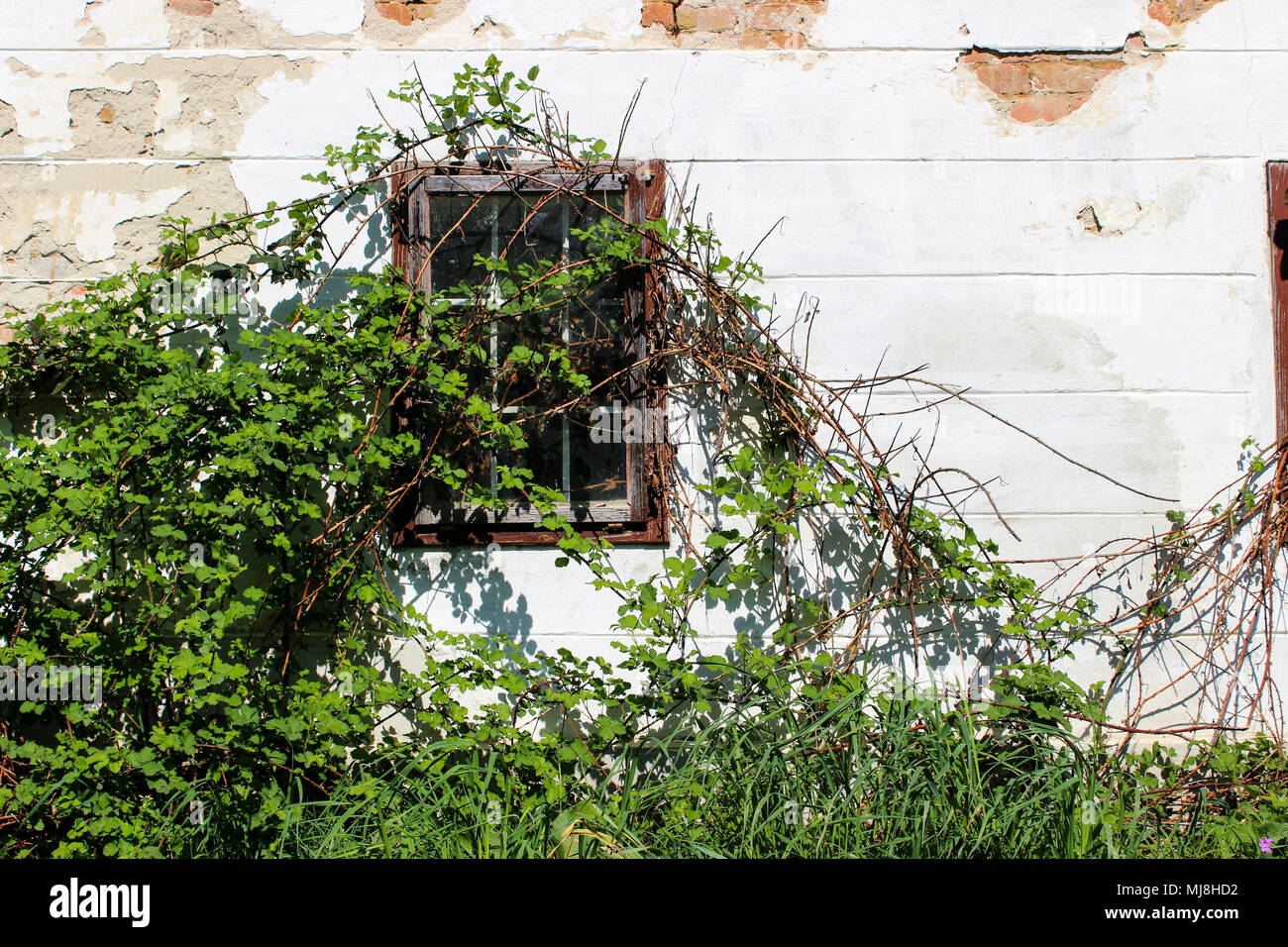 Abandoned house and vines hi-res stock photography and images - Alamy