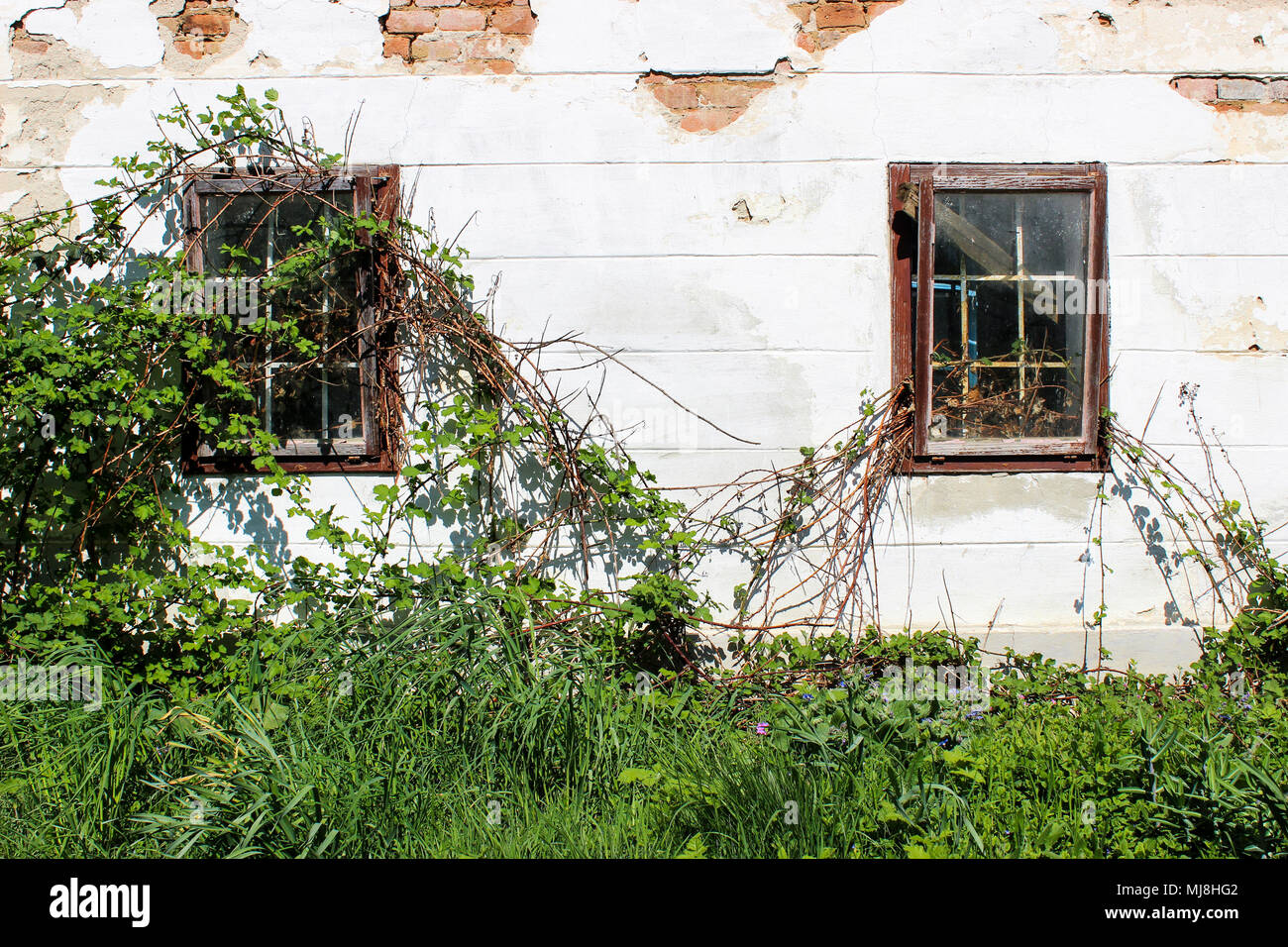 Abandoned house with plants growing over the walls and windows Stock Photo - Alamy