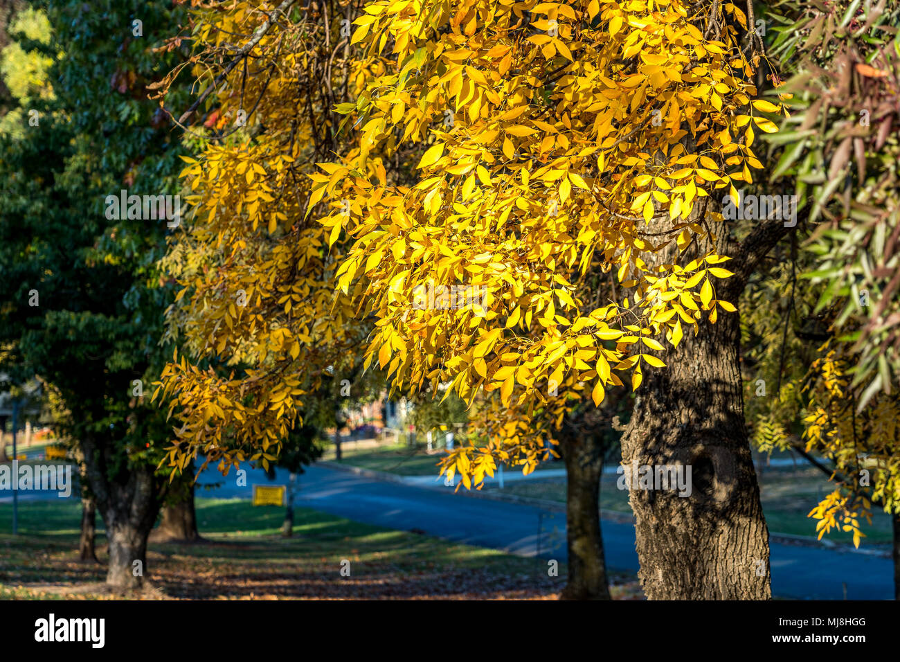 The colour of autumn Stock Photo - Alamy