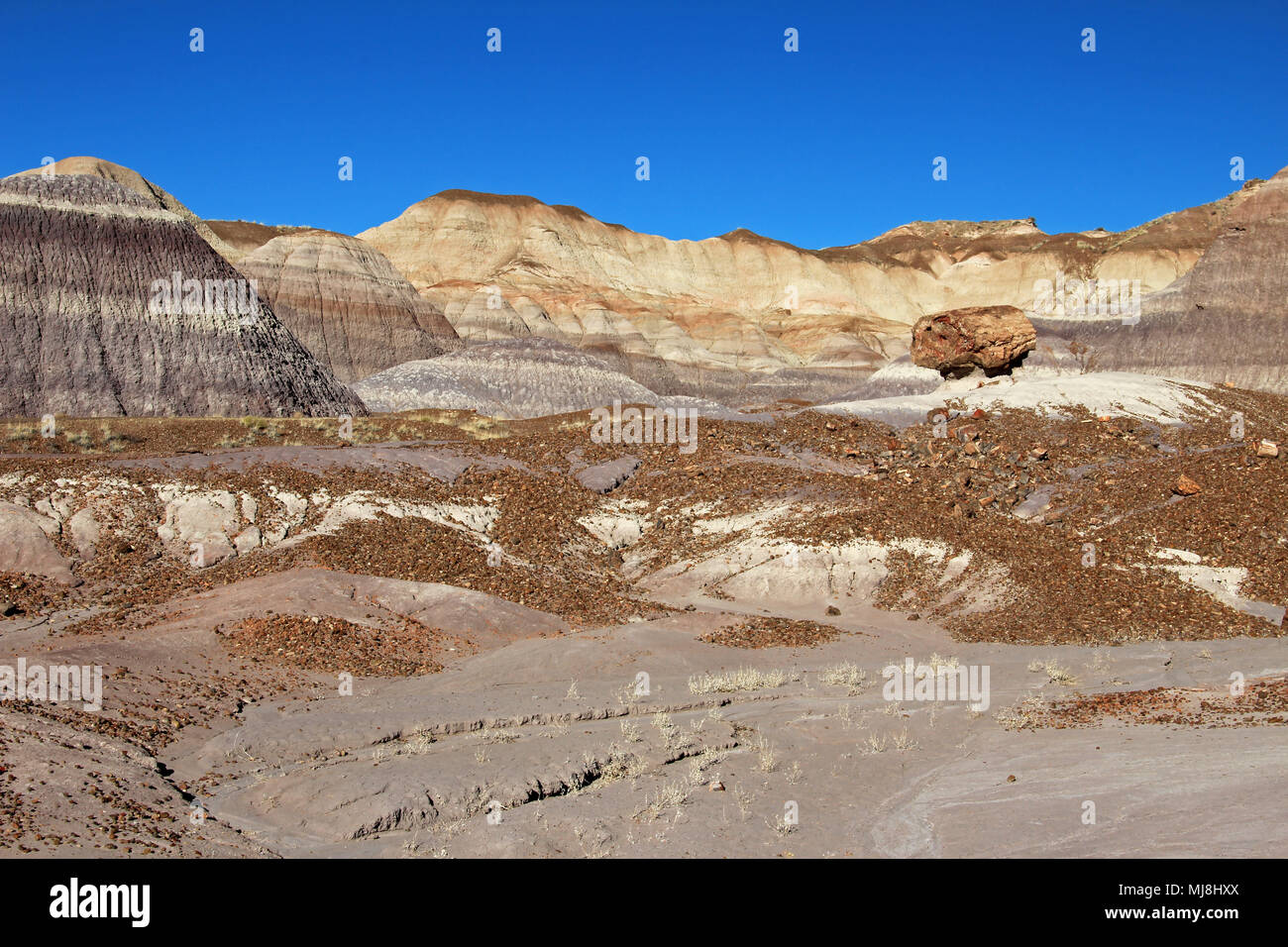 Badlands landscape with tree trunks in Petrified Forest National Park ...