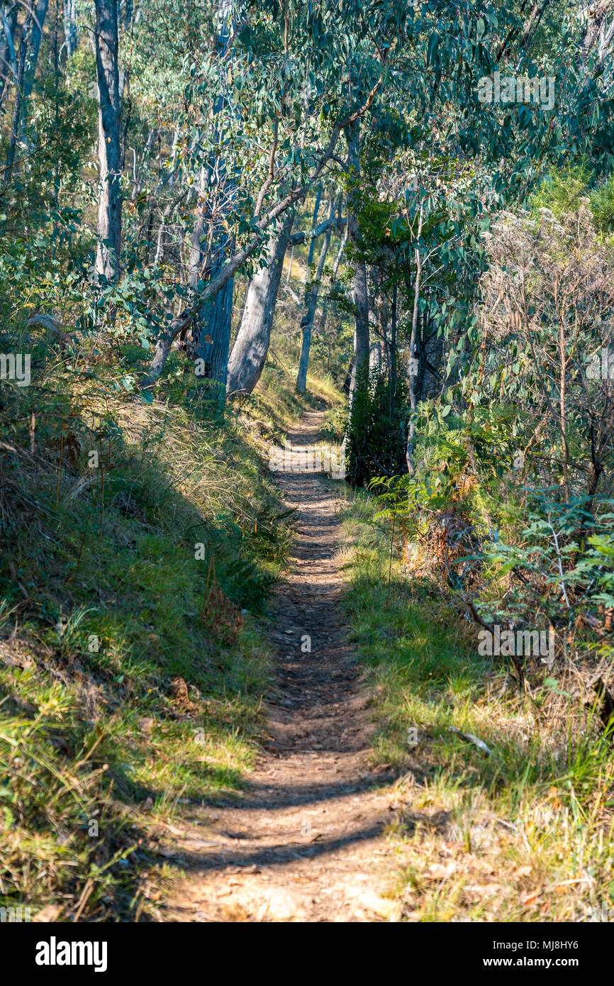 Track in forest hi-res stock photography and images - Alamy