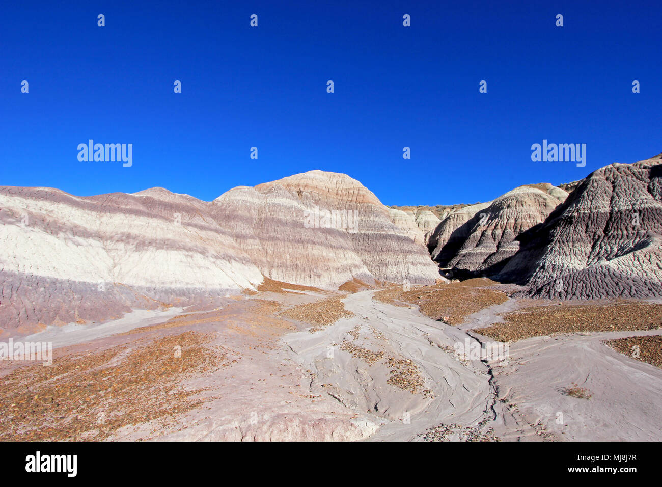 Badlands landscape with tree trunks in Petrified Forest National Park ...