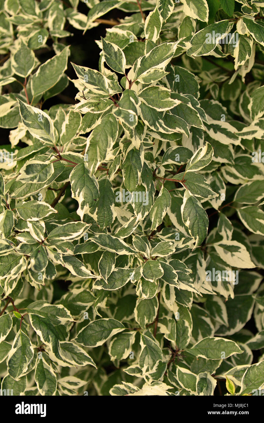 Beautiful white green leaf hi-res stock photography and images - Alamy