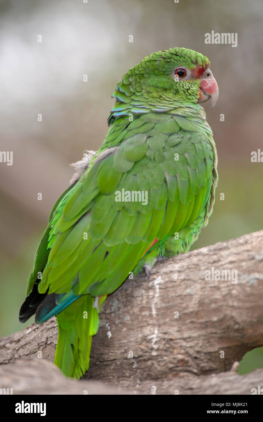 Colorful Green Parrot Stock Photo - Alamy