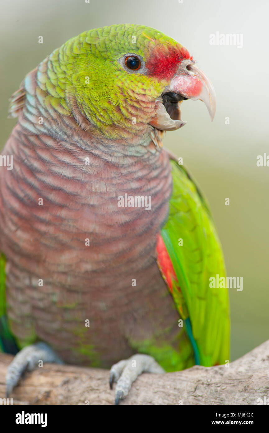 Colorful Parrot Talking Stock Photo - Alamy