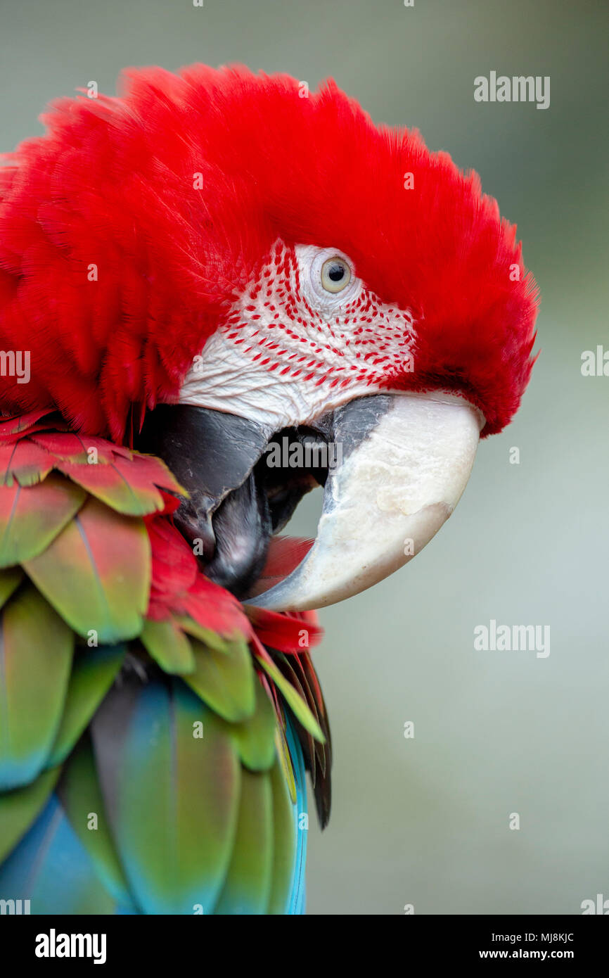 Red Macaw isolated from background Stock Photo - Alamy