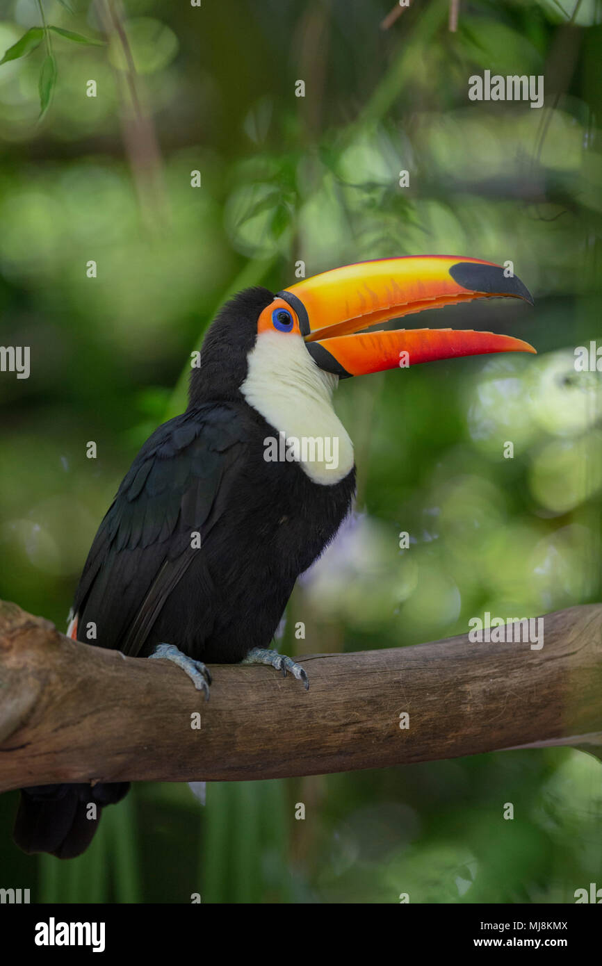 Toco Toucan in deep vegetation Stock Photo - Alamy