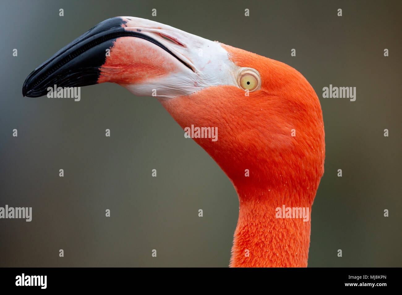 Red Caribbean flamingo close-up head detail Stock Photo - Alamy