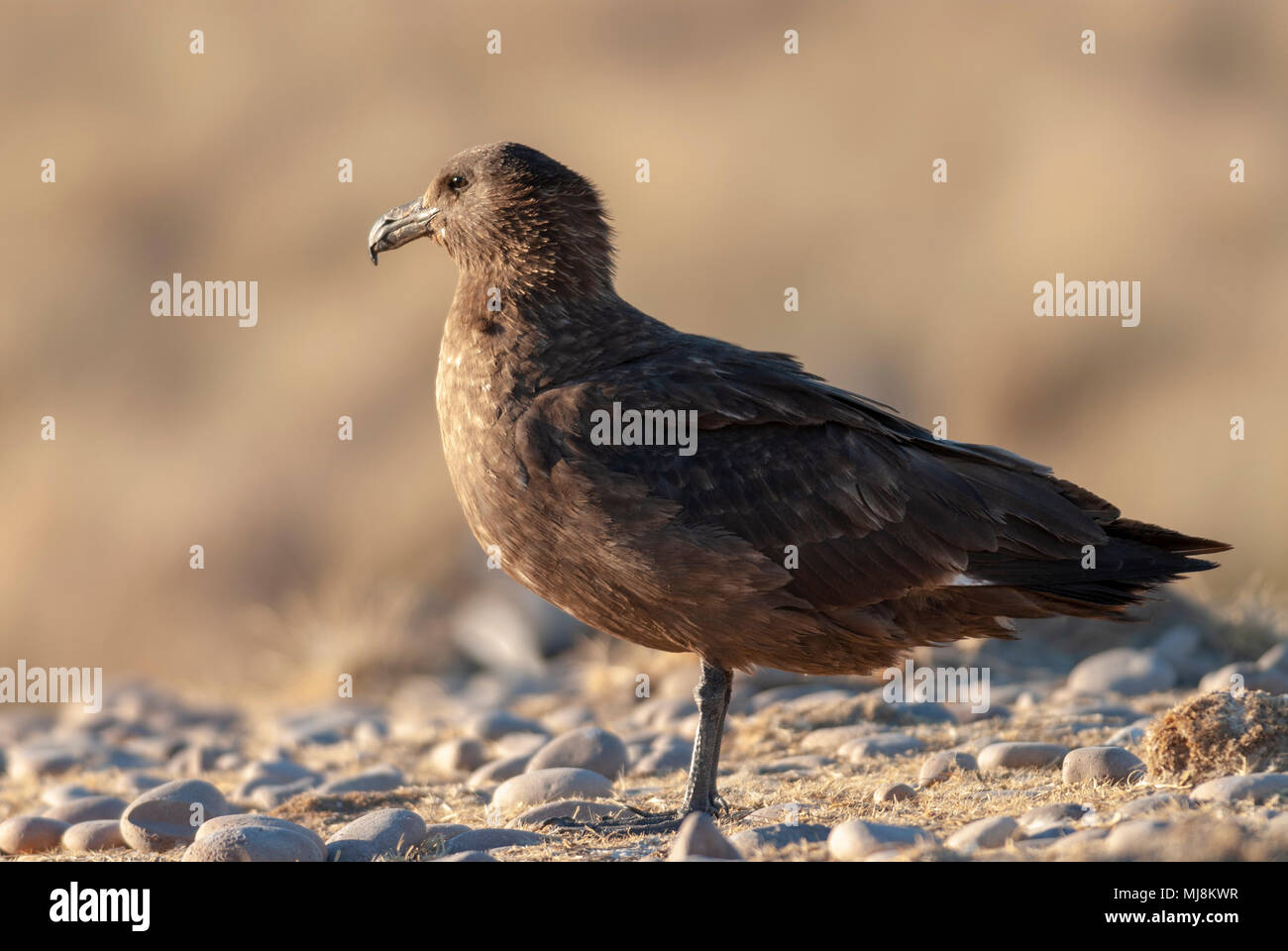 Great Skua (Stercorarius skua Stock Photo - Alamy
