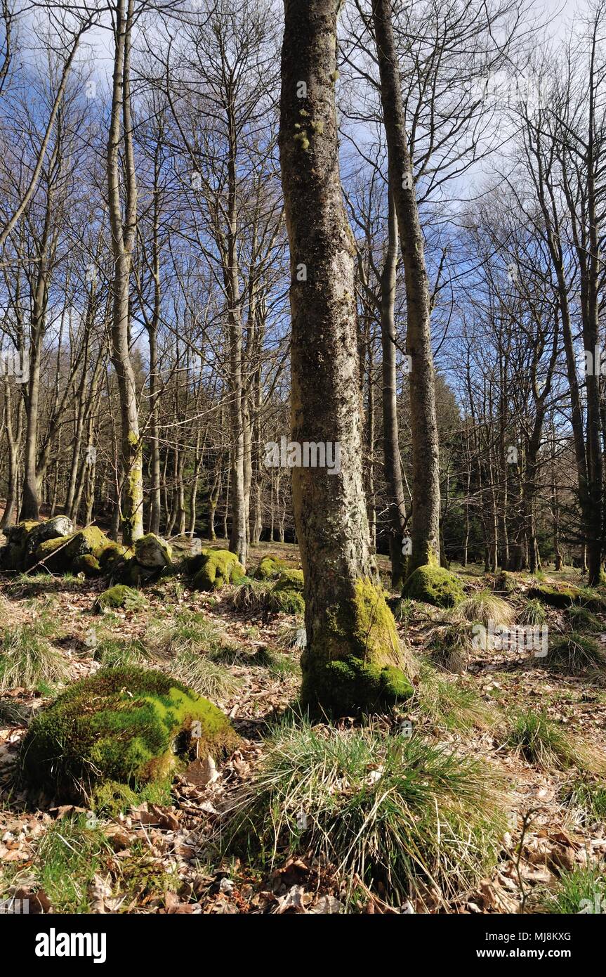 Blairadam hi-res stock photography and images - Alamy