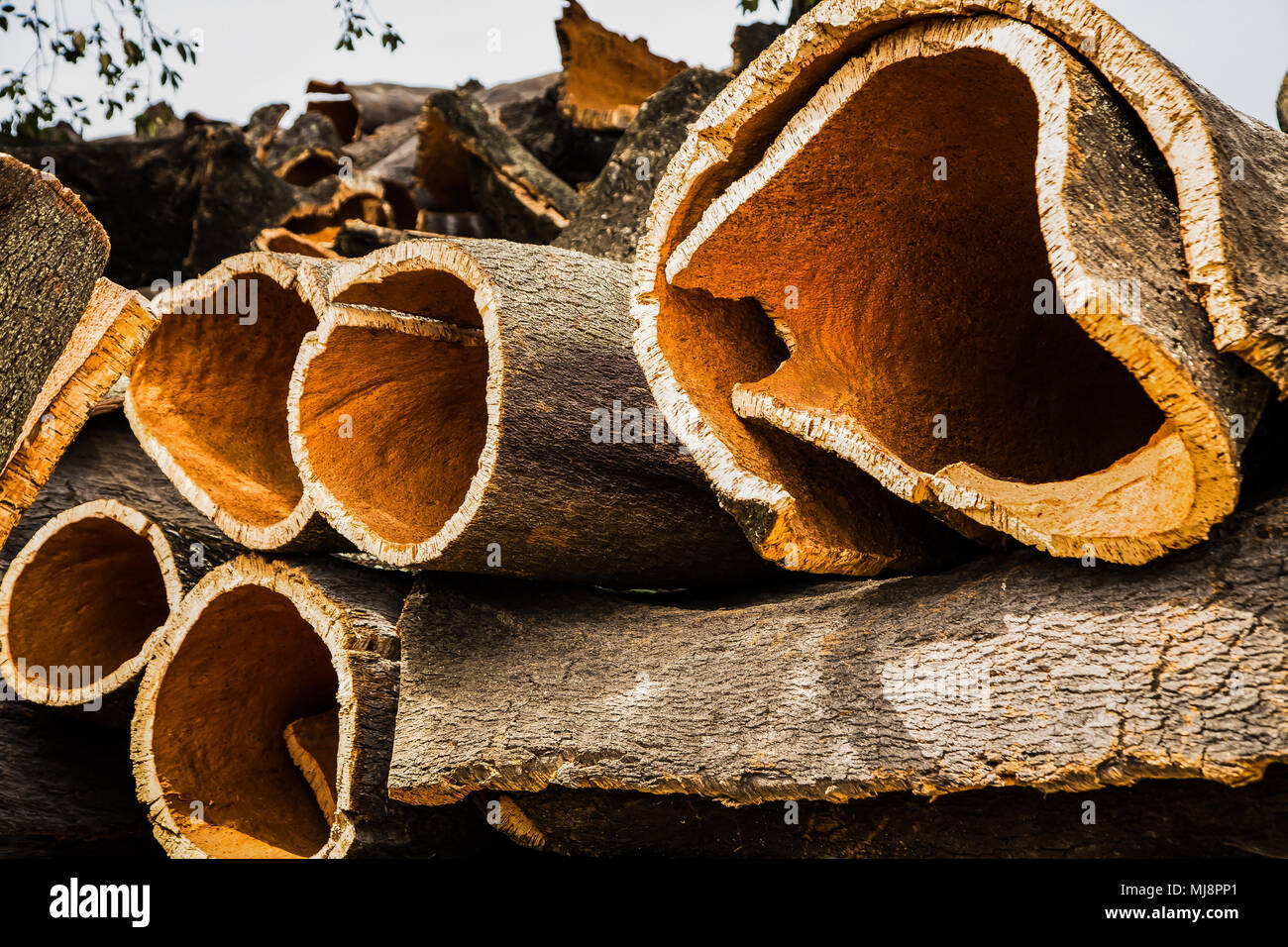 Huge barks hi-res stock photography and images - Alamy