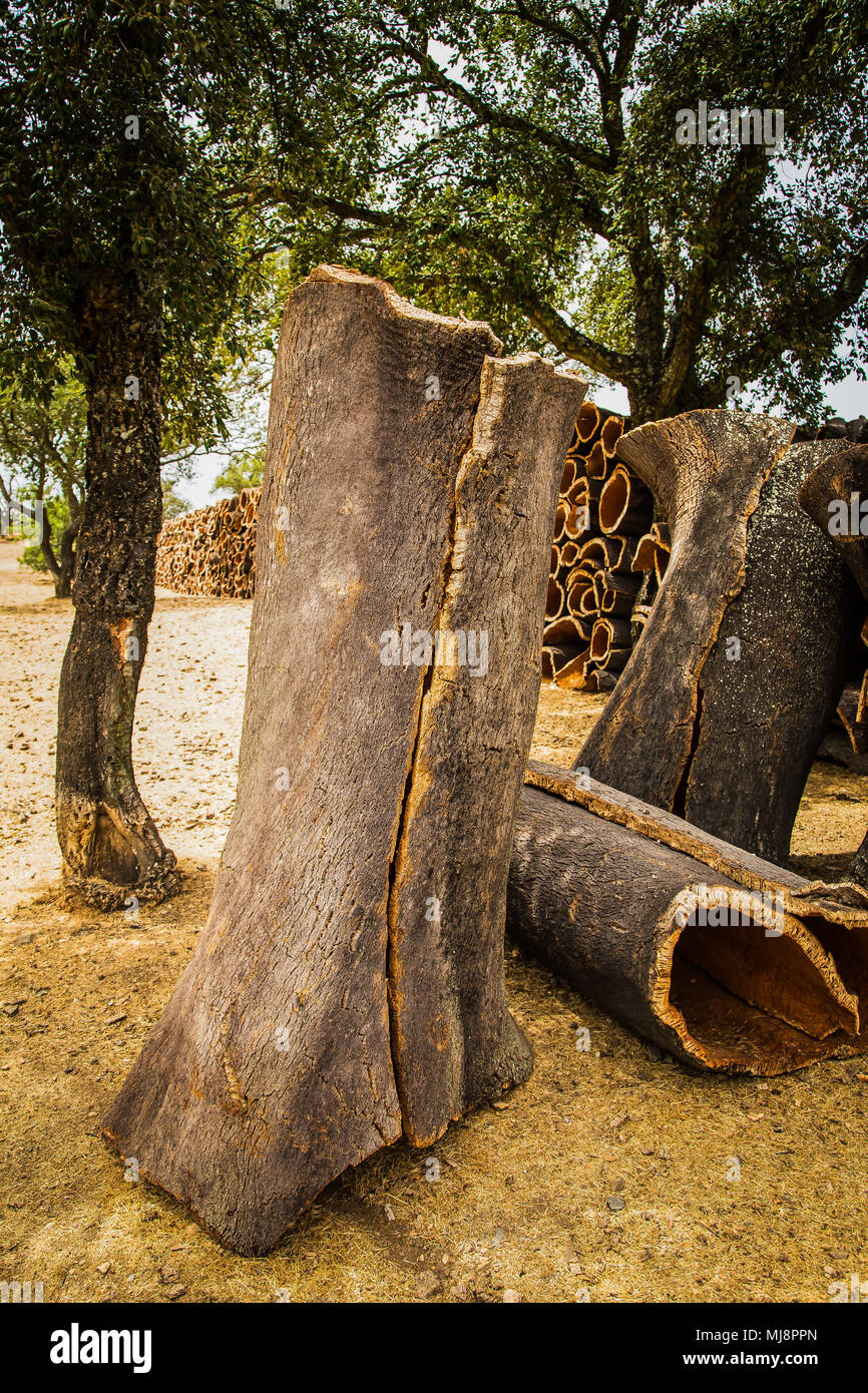Huge barks hi-res stock photography and images - Alamy