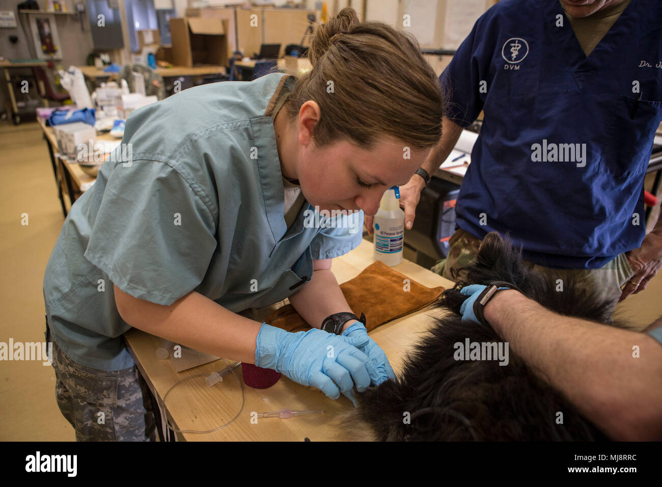 445th medical detachment veterinary services hi-res stock photography ...