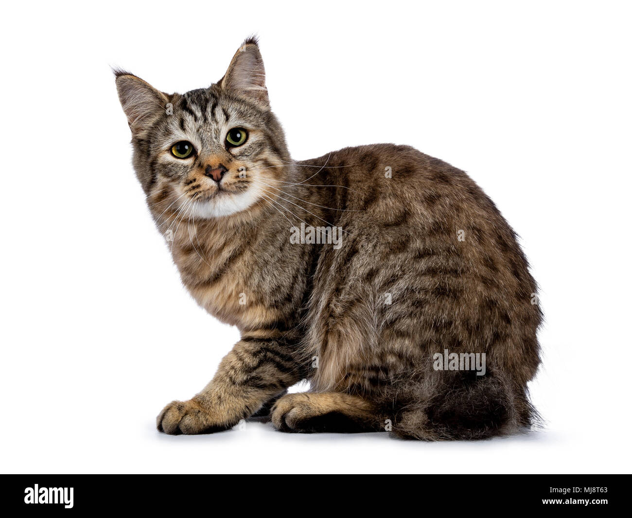 Female bobcat hi-res stock photography and images - Alamy