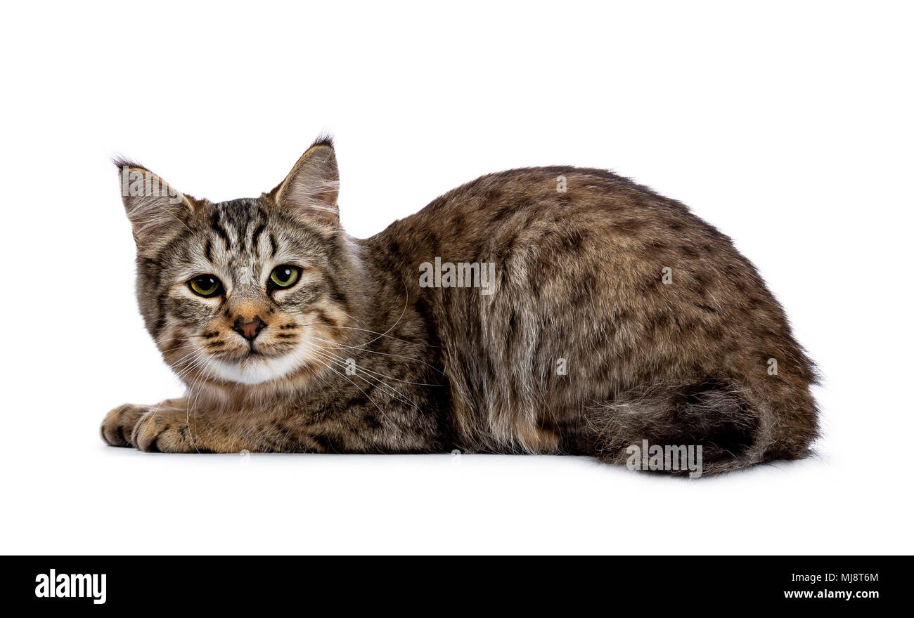Female bobcat hi-res stock photography and images - Alamy