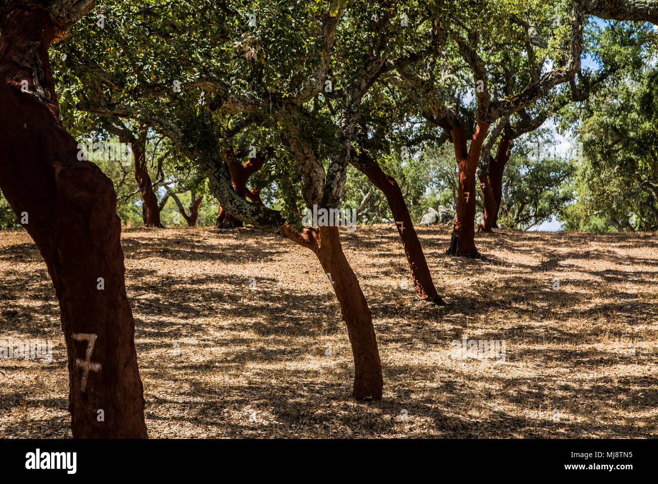 Forest in portugal hi-res stock photography and images - Alamy