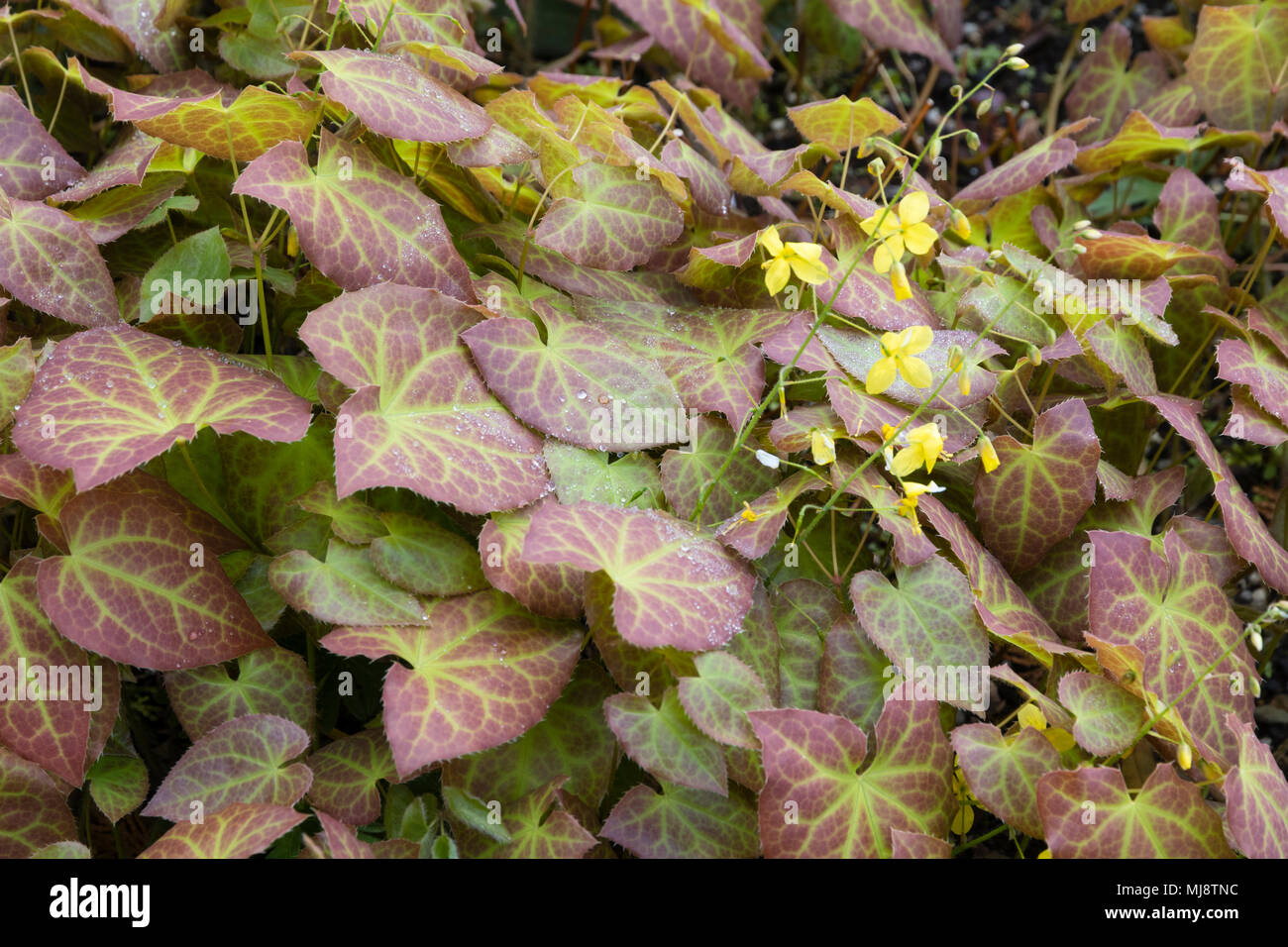 Bronze spring foliage of the perennial barrenwort, Epimedium pinnatum ...
